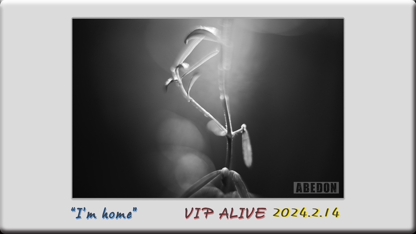 INFO | ABEDON OFFICIAL WEBSITE